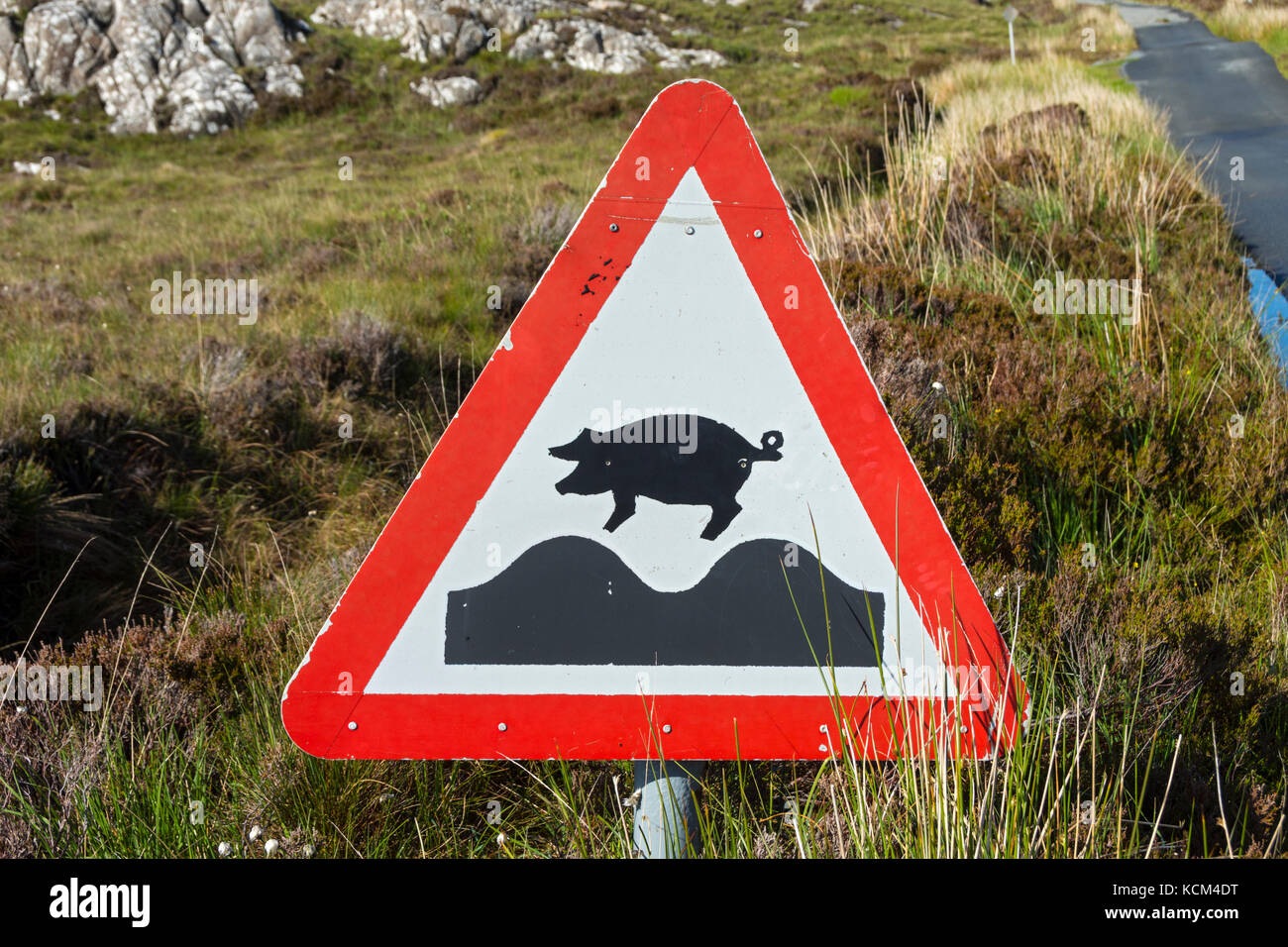 Road sign, with a warning of pigs, on Calum's Road, Isle of Raasay ...