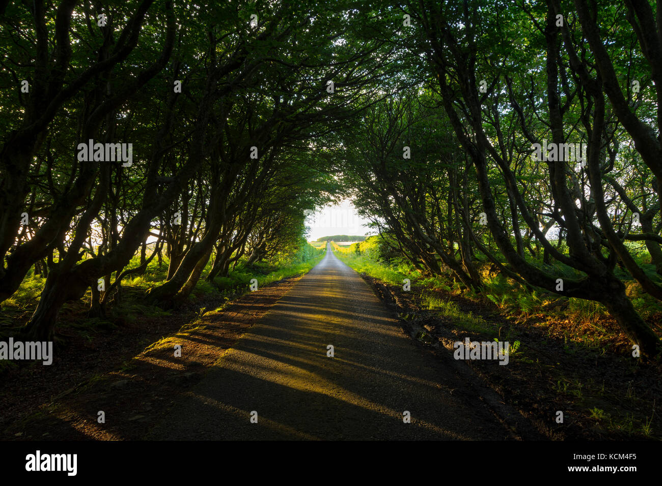 Trees overhanging road hi-res stock photography and images - Alamy