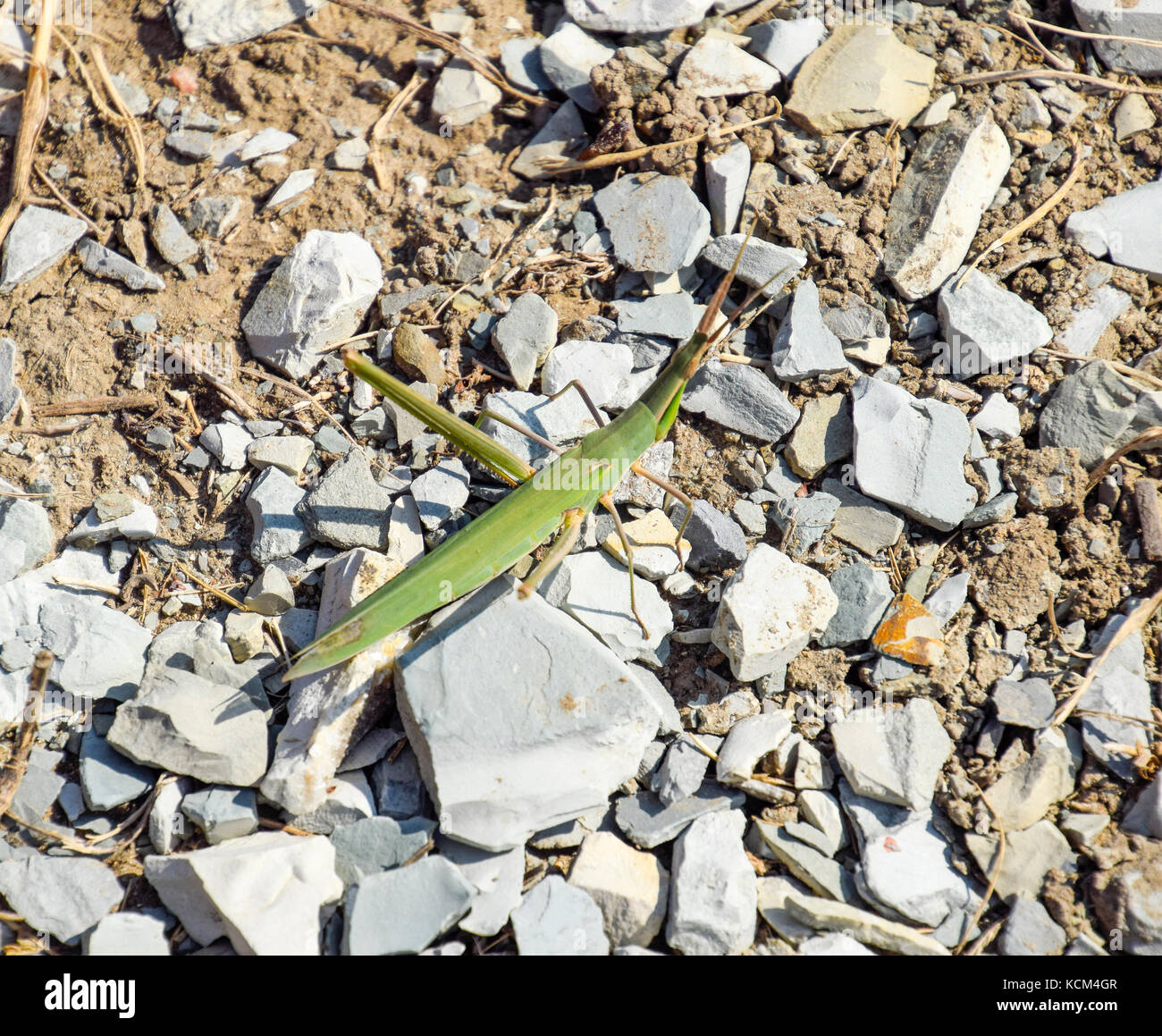 Green locust, wing insect. Pest of agricultural crops Stock Photo - Alamy