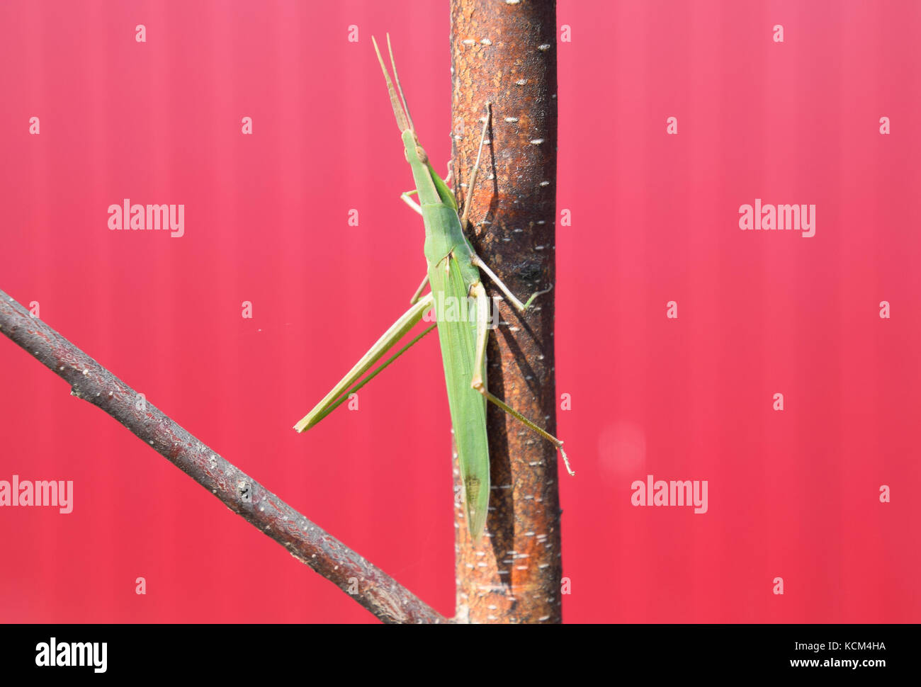 Green locust, wing insect. Pest of agricultural crops Stock Photo - Alamy