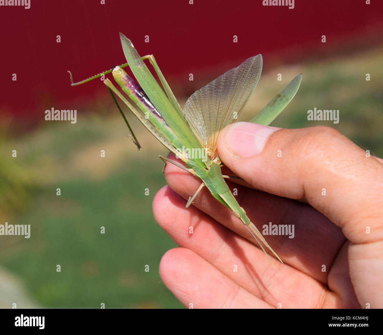 Green locust, wing insect. Pest of agricultural crops. Locust in man's ...
