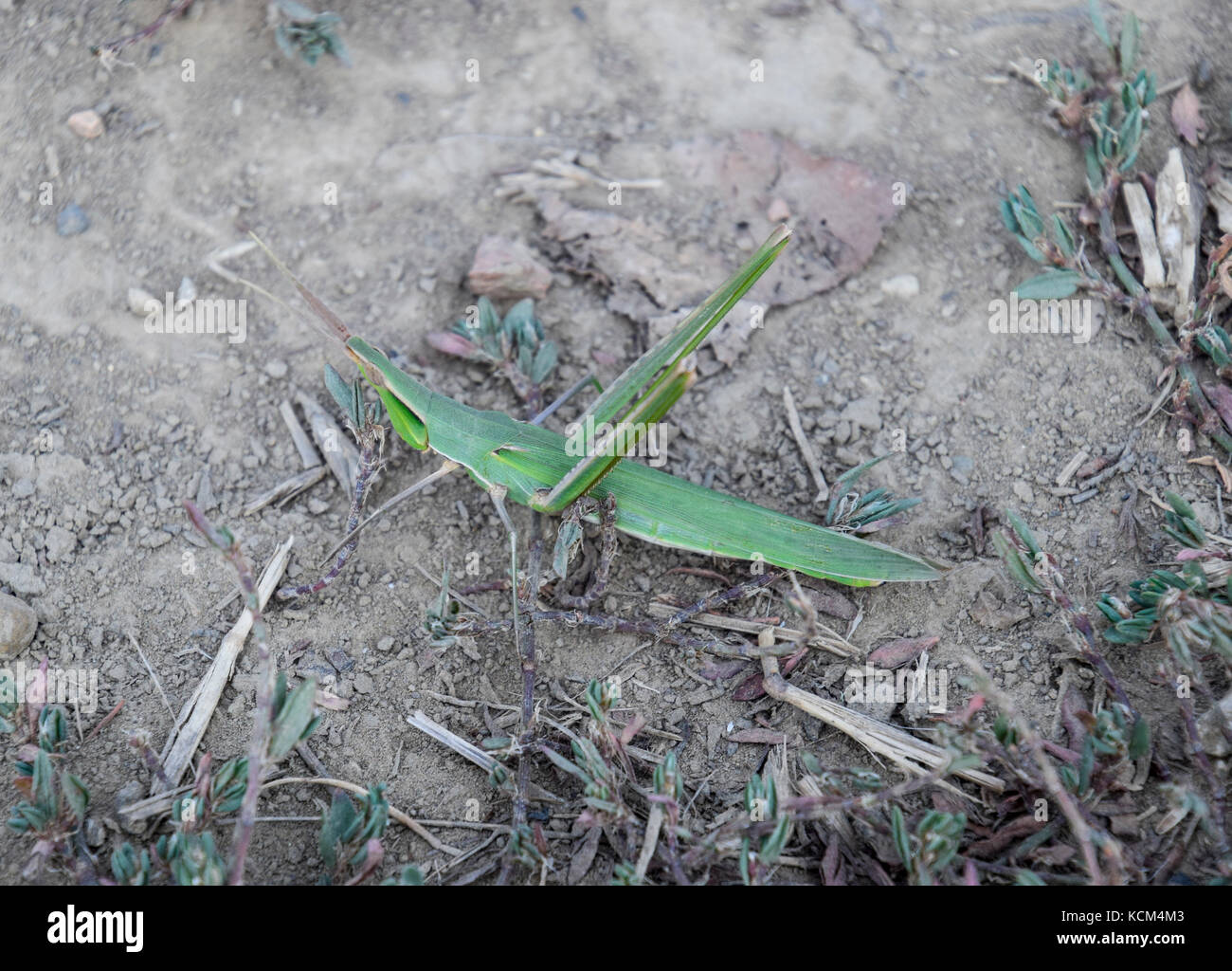 Green locust, wing insect. Pest of agricultural crops. Locusts on bare ...