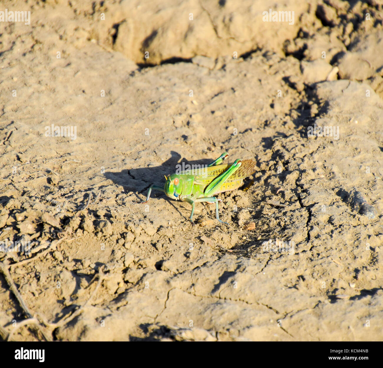Green locust, wing insect. Pest of agricultural crops. Locusts on bare ...