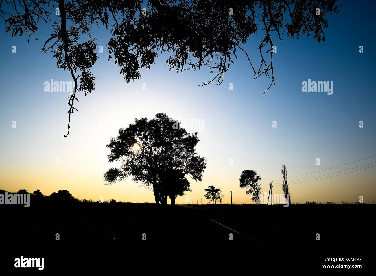 Lime tree on a sunset background. Black silhouette of a tree Stock ...