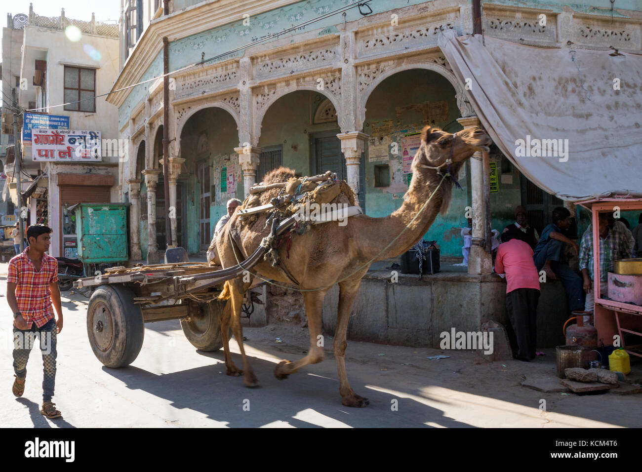 Camel pulling cart hi-res stock photography and images - Alamy