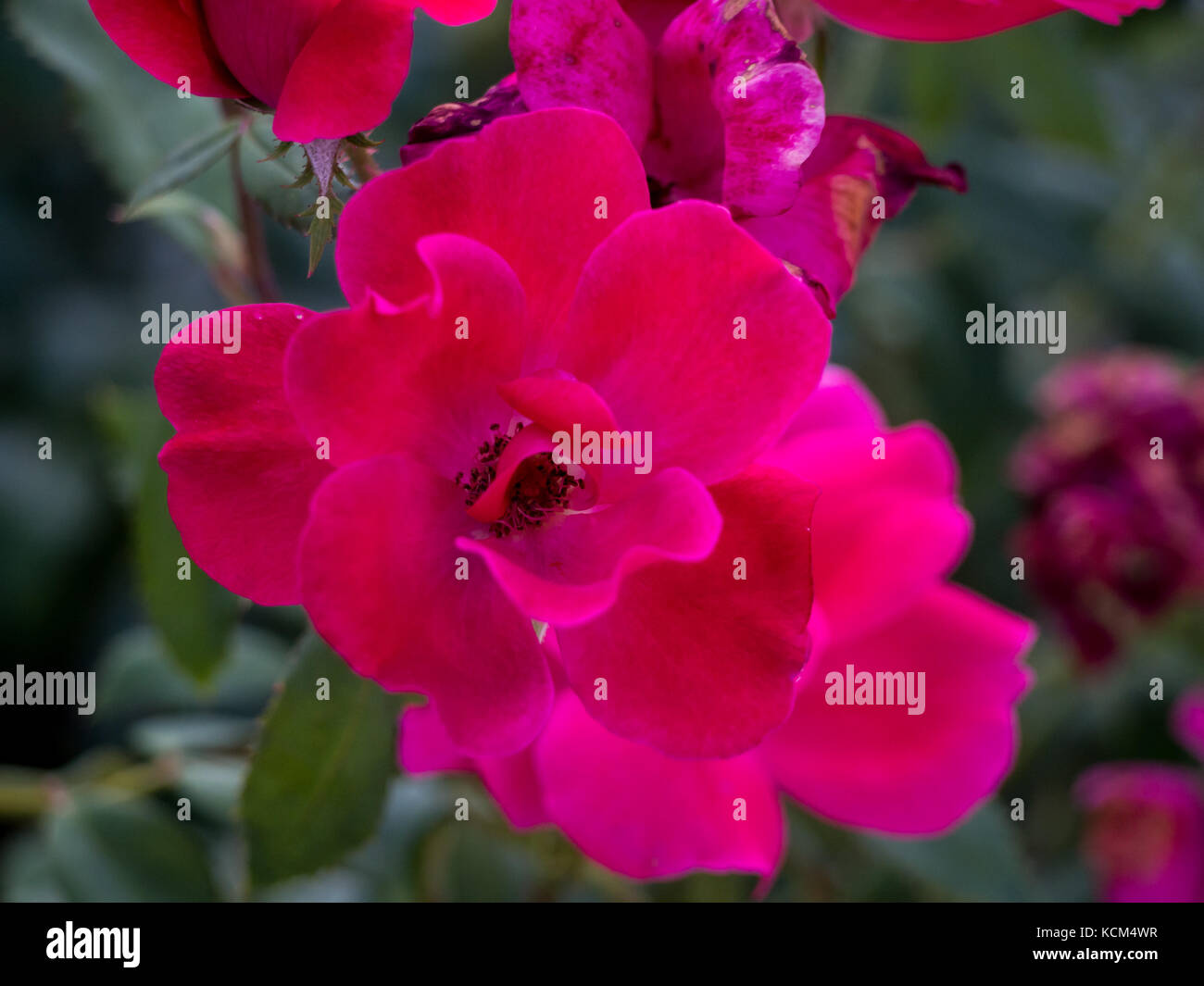 open red rose bud Stock Photo - Alamy