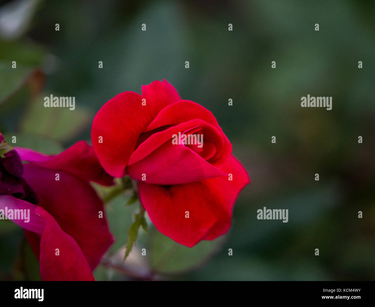 single red rose bud Stock Photo - Alamy