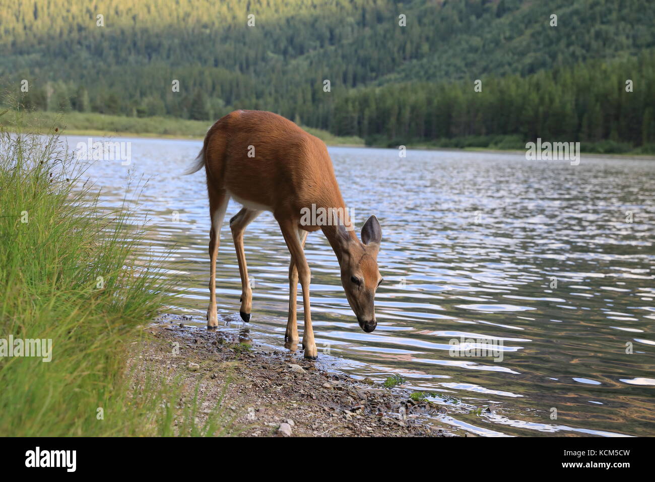 white-tailed deer at a alpine lake, Glacier National Park, Montana ...