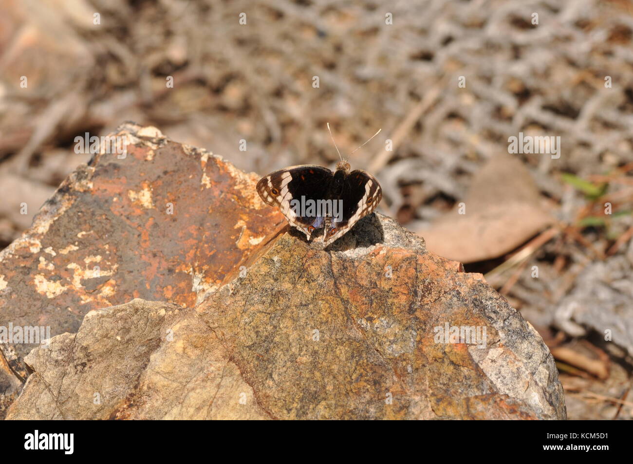 Swordtail Butterfly (Tisiphone sp.) Bowling Green Bay National Park ...