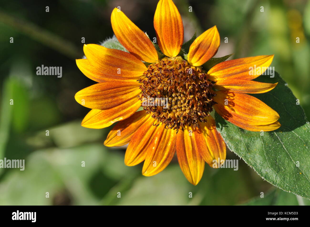 Sunflower variety "Evening Sun" in full bloom Stock Photo - Alamy