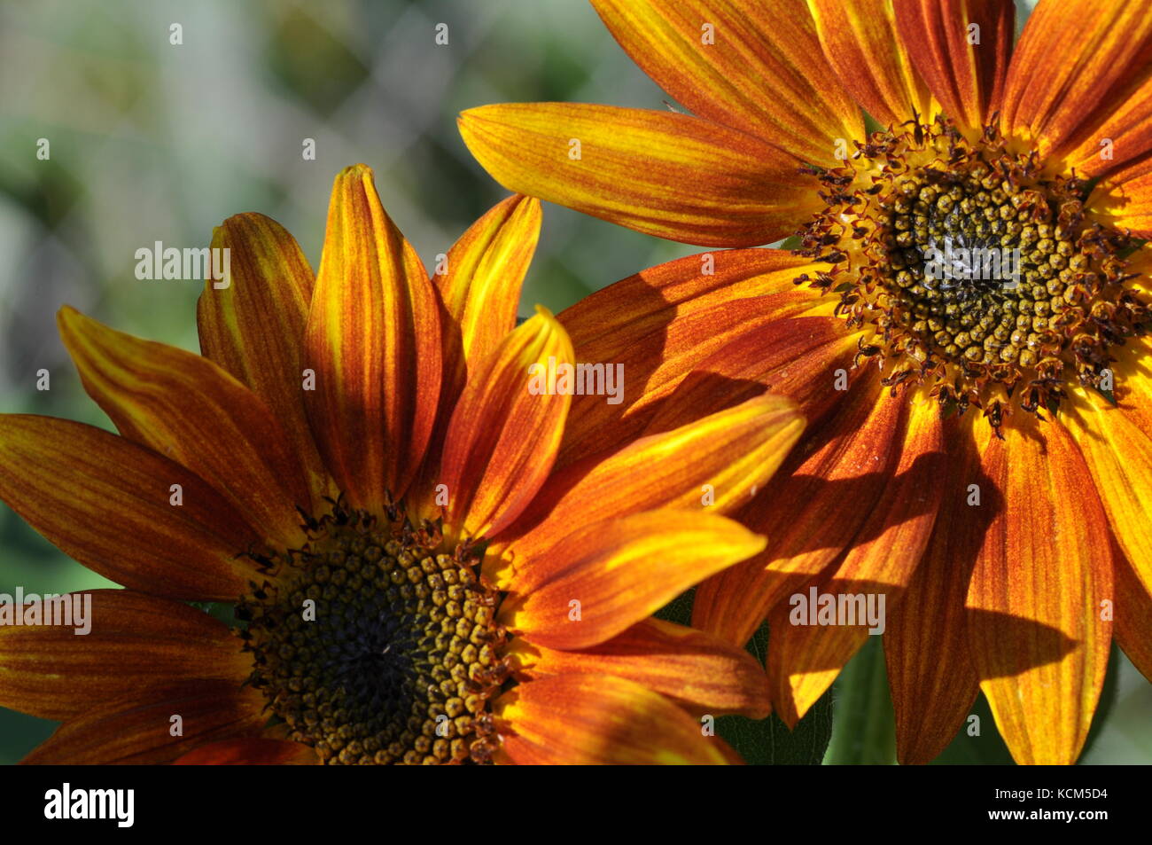 Sunflower variety "Evening Sun" in full bloom Stock Photo - Alamy