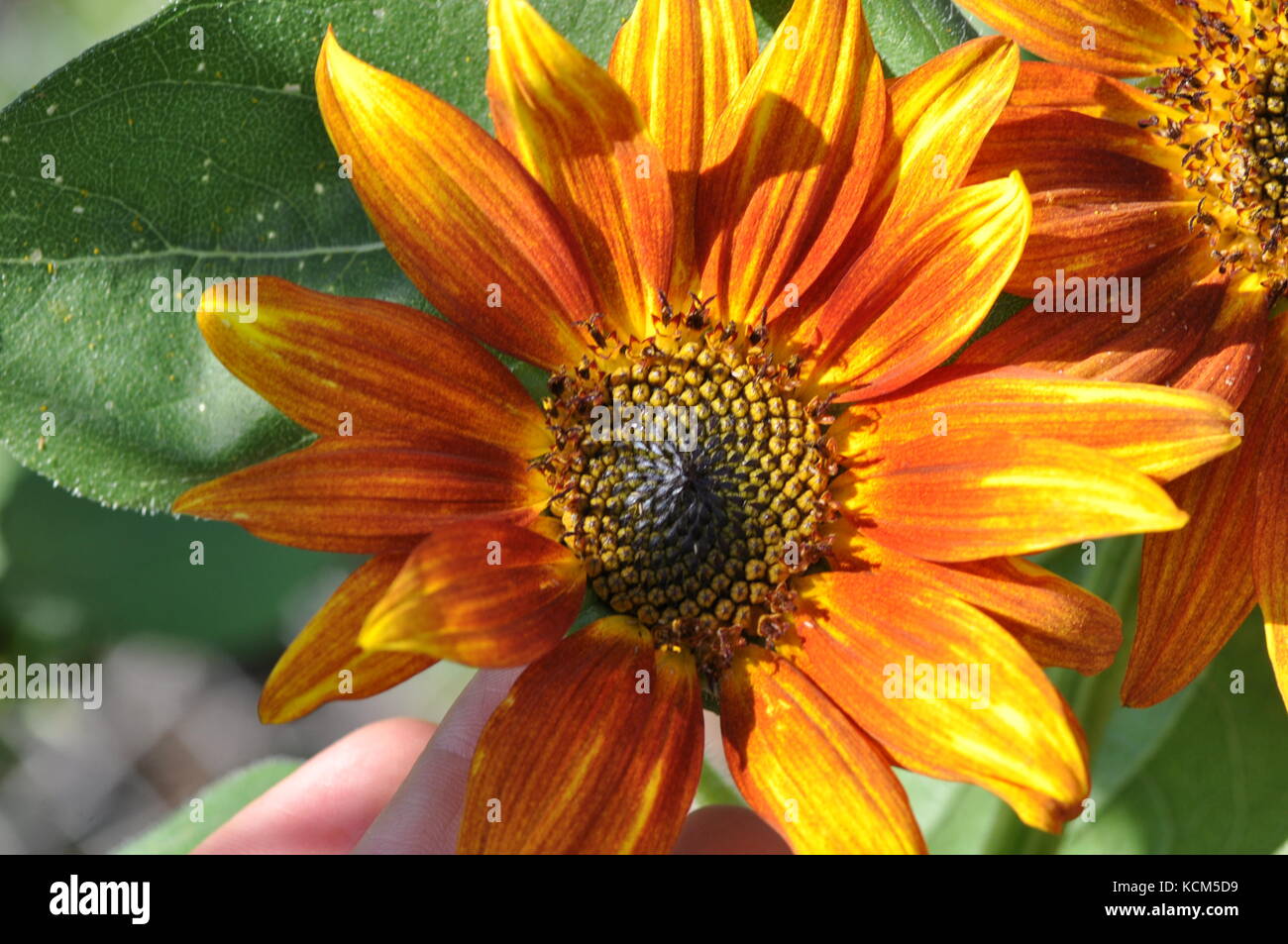 Sunflower variety "Evening Sun" in full bloom Stock Photo - Alamy
