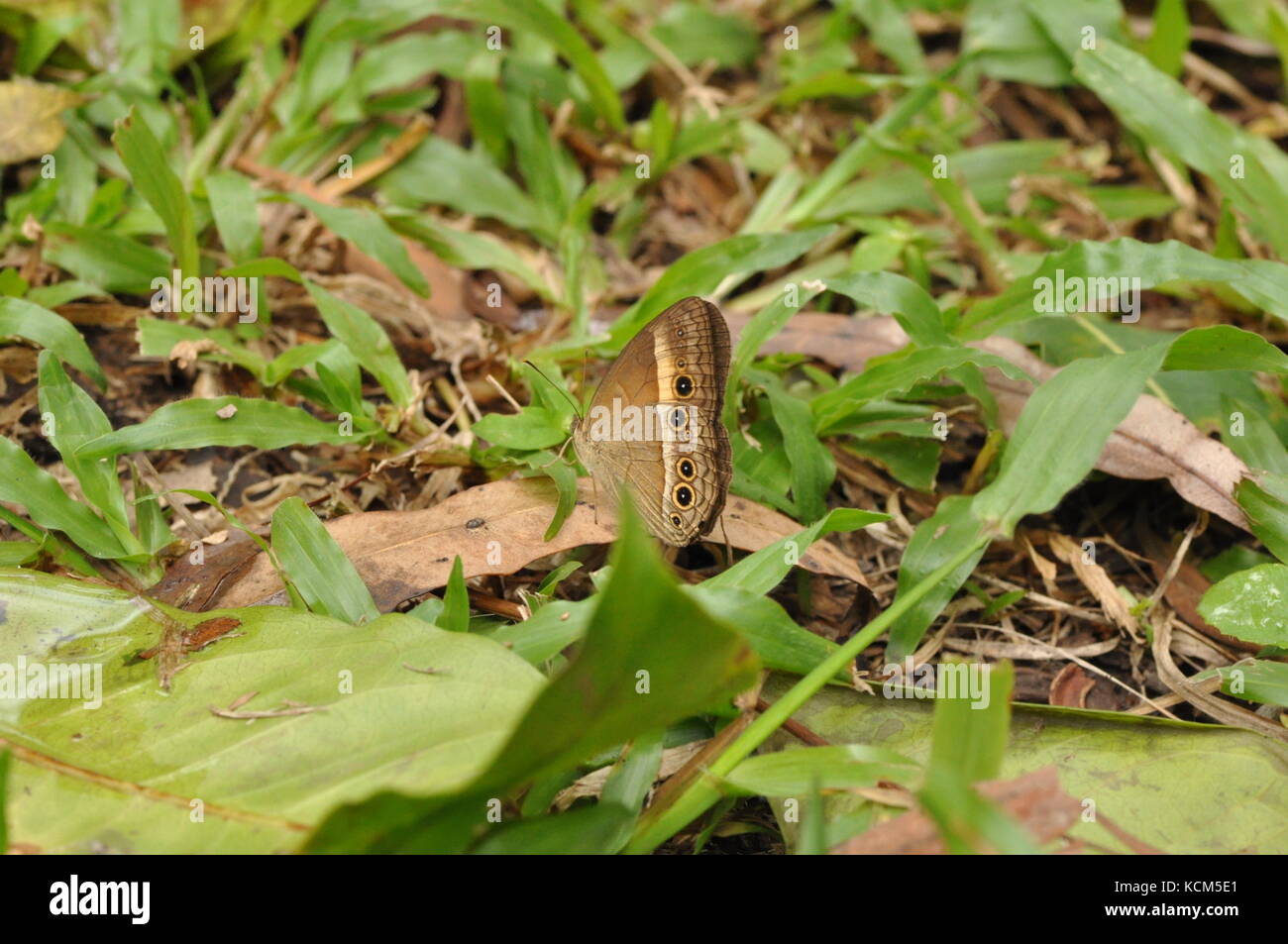 Orange Bush brown butterfly (Mycalesis terminus), Tully Gorge National ...