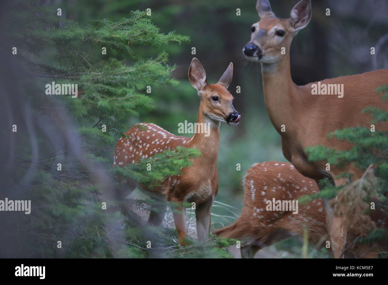 white-tailed deer at a alpine lake, Glacier National Park, Montana ...