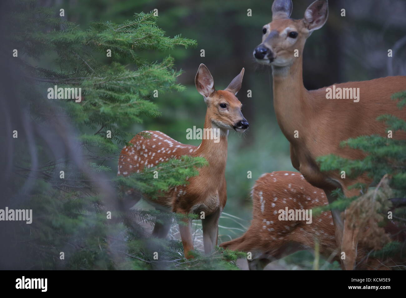 white-tailed deer at a alpine lake, Glacier National Park, Montana ...