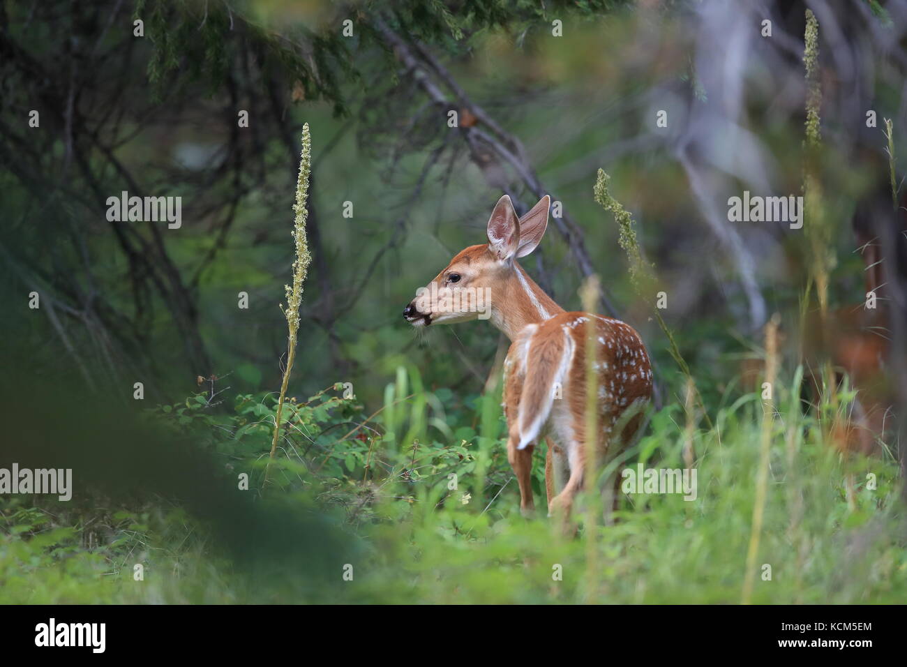 white-tailed deer at a alpine lake, Glacier National Park, Montana ...