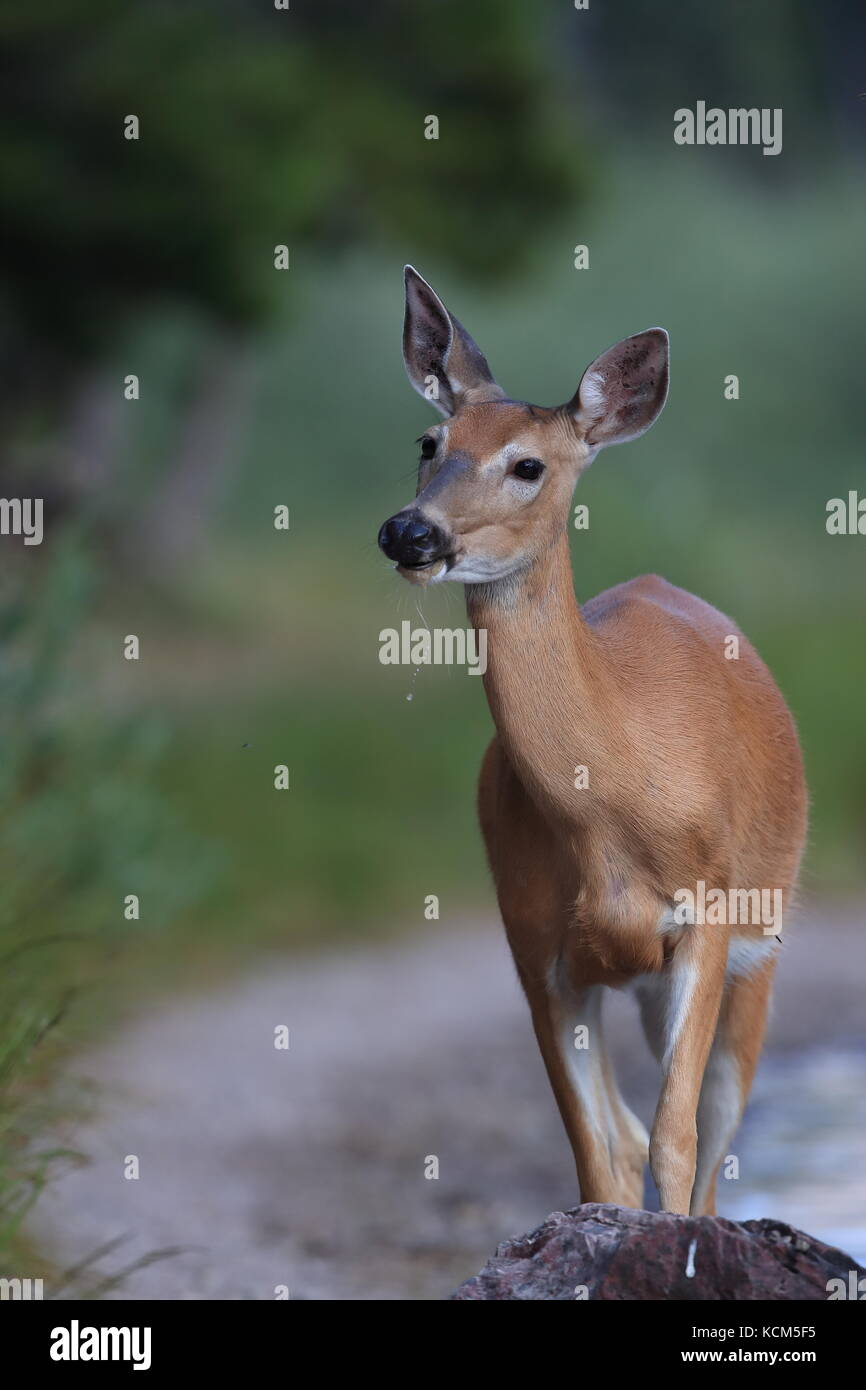 white-tailed deer at a alpine lake, Glacier National Park, Montana ...
