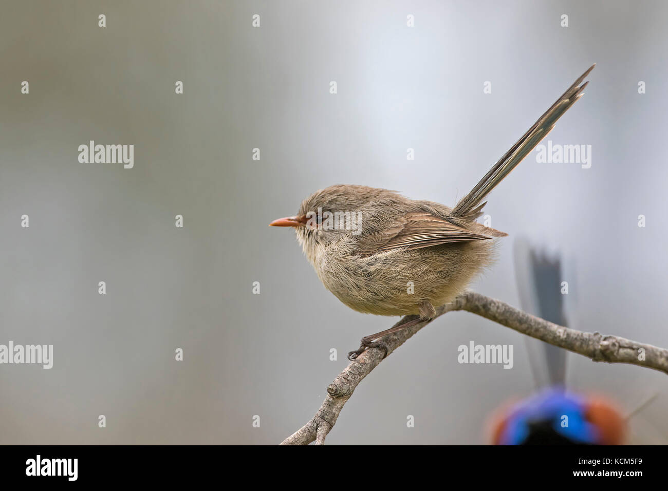 Variegated Fairywren (Malurus lamberti) - Female Stock Photo - Alamy
