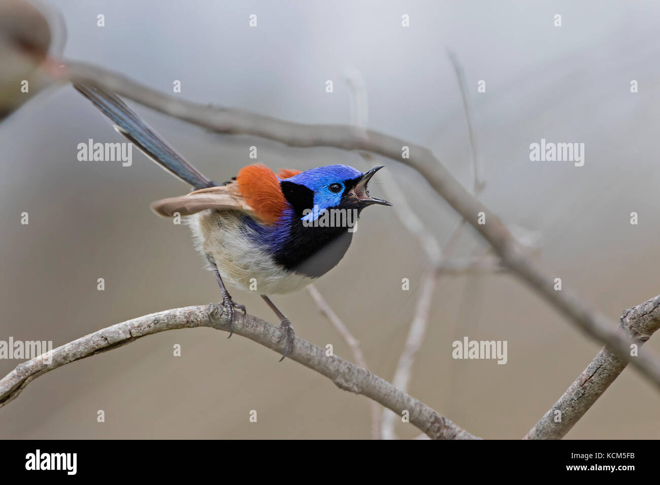 Male malurus lamberti hi-res stock photography and images - Alamy