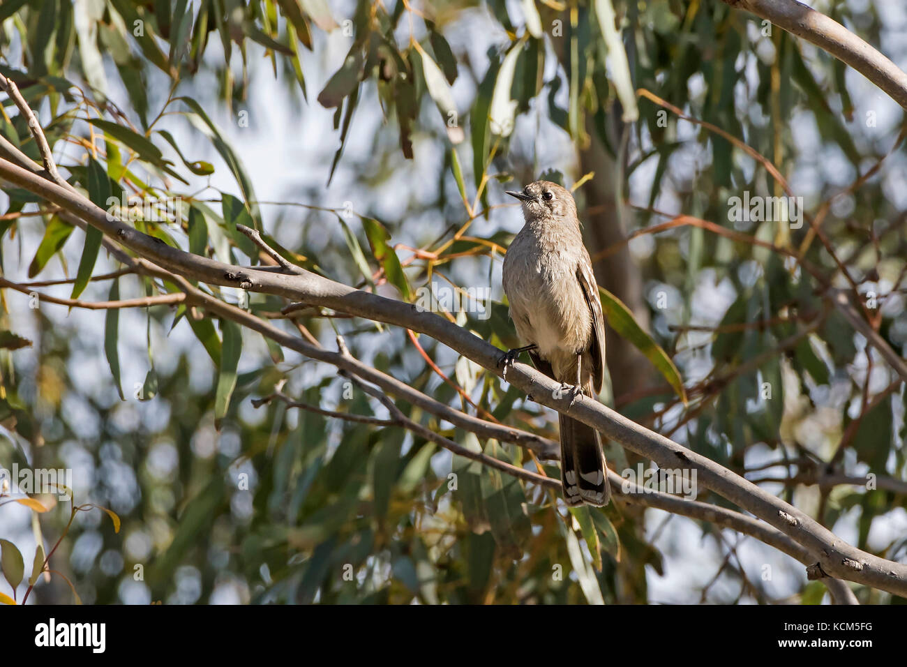 Mallee scrub hi-res stock photography and images - Alamy