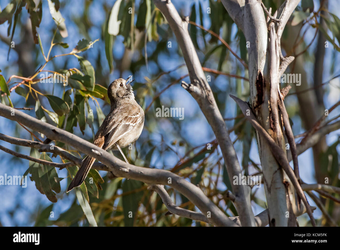 Mallee scrub hi-res stock photography and images - Alamy