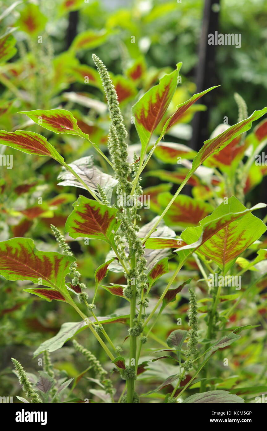 Amaranth growing in a garden in tropical Townsville, QLD, Australia ...