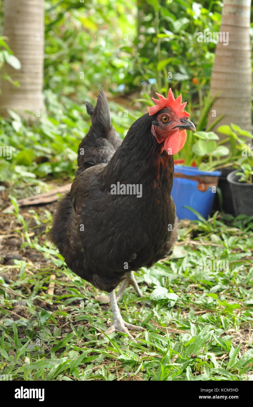 Free range black australorp chickens hi-res stock photography and ...