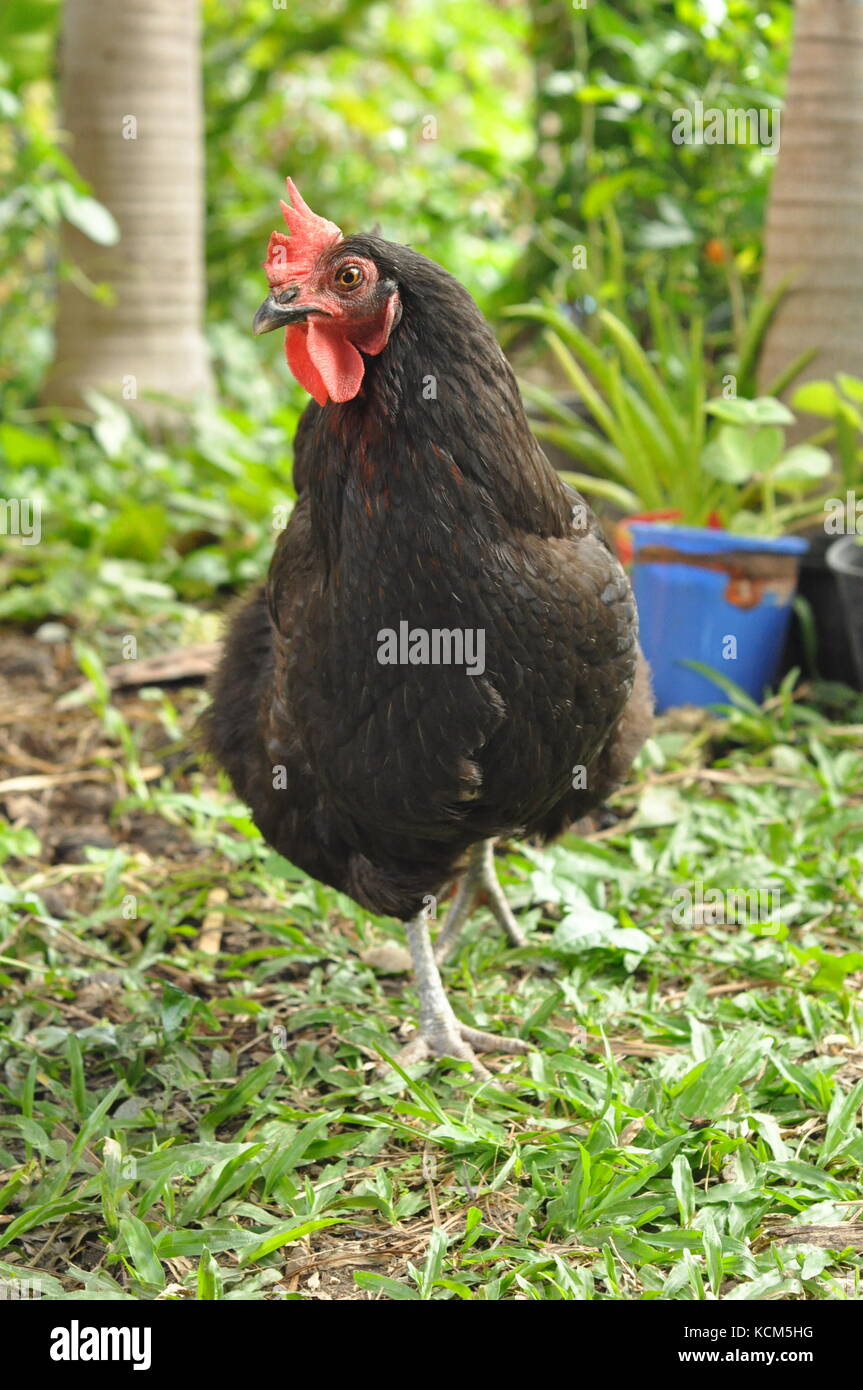 Australop Free range Chicken (Gallus gallus) on lawn, Townsville ...