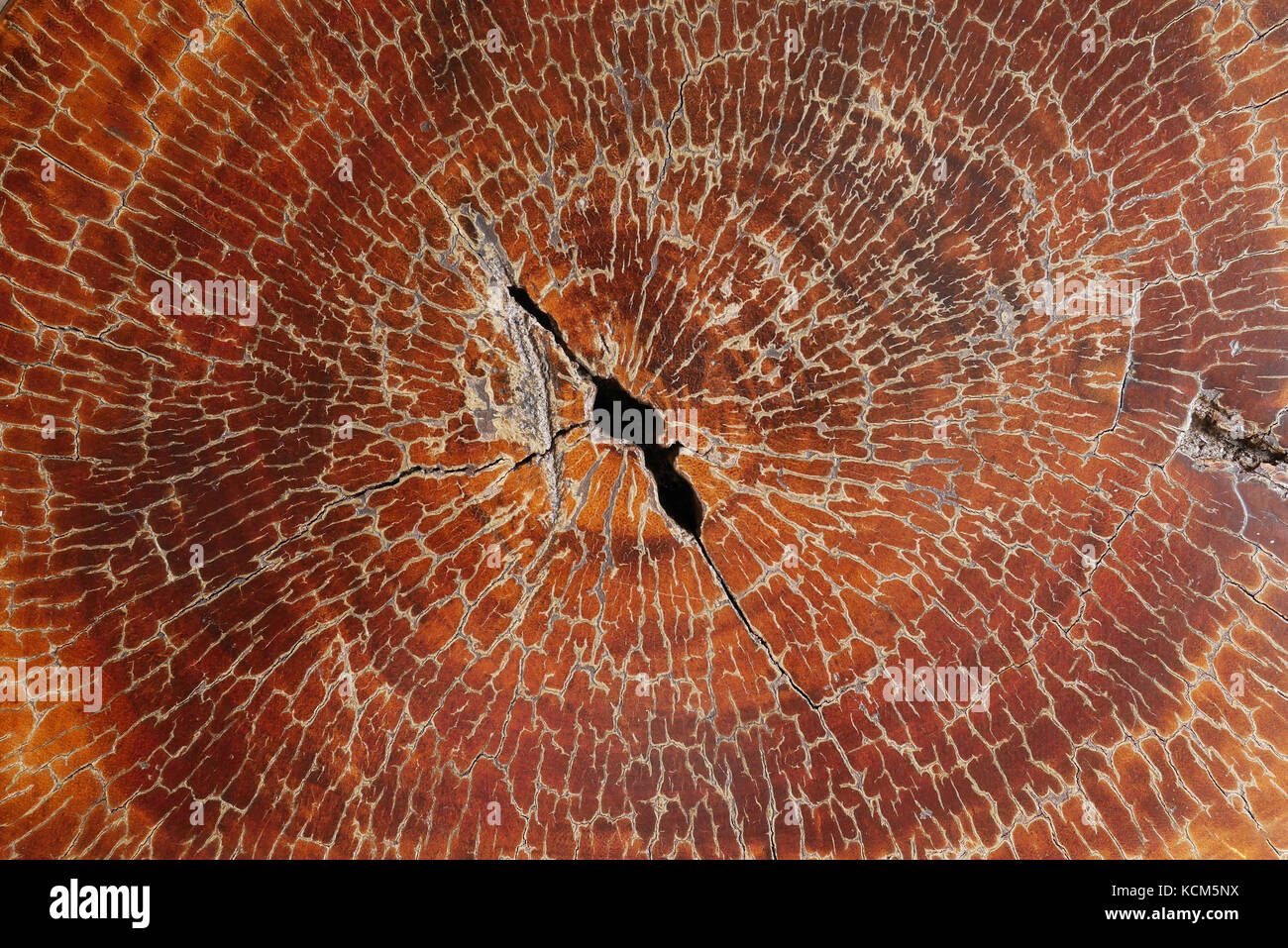 Annual Ring Stock Photos & Annual Ring Stock Images - Alamy