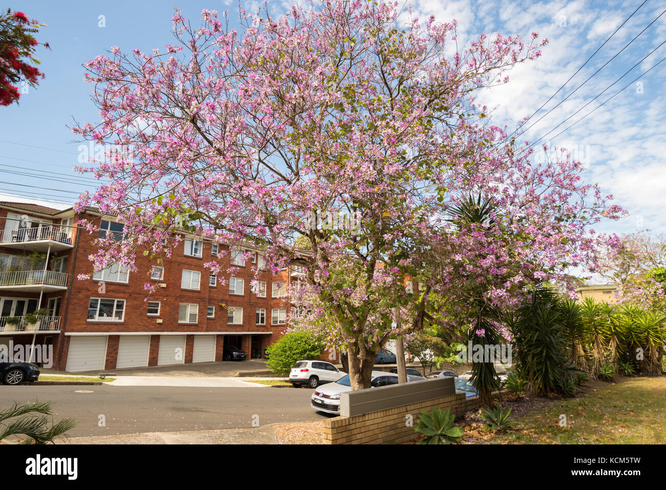 Springtime flowering pink tree in suburbs with unit block in background ...