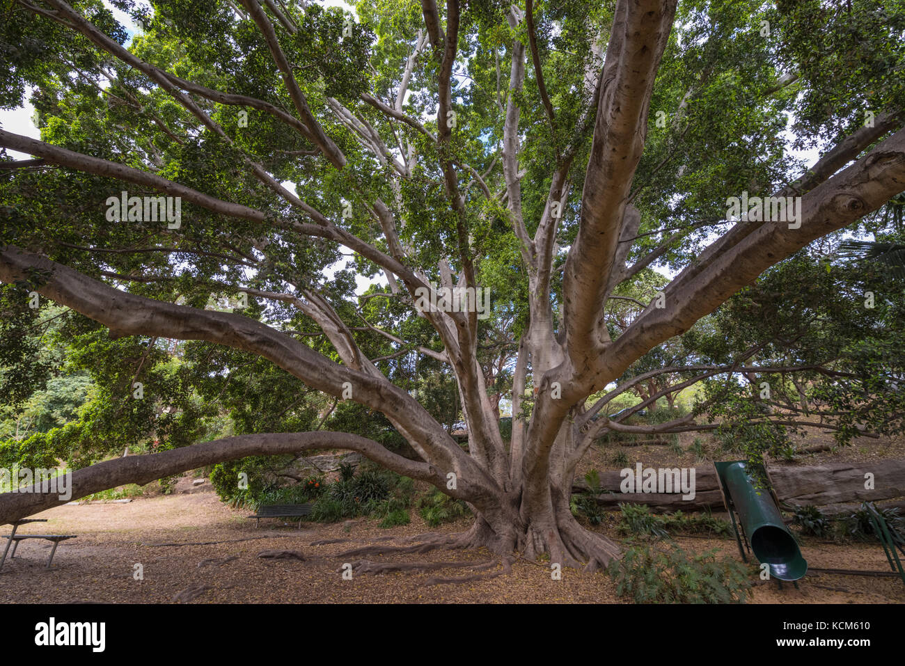Old fig tree hi-res stock photography and images - Alamy