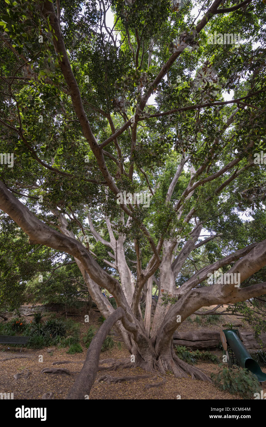 Old fig tree hi-res stock photography and images - Alamy