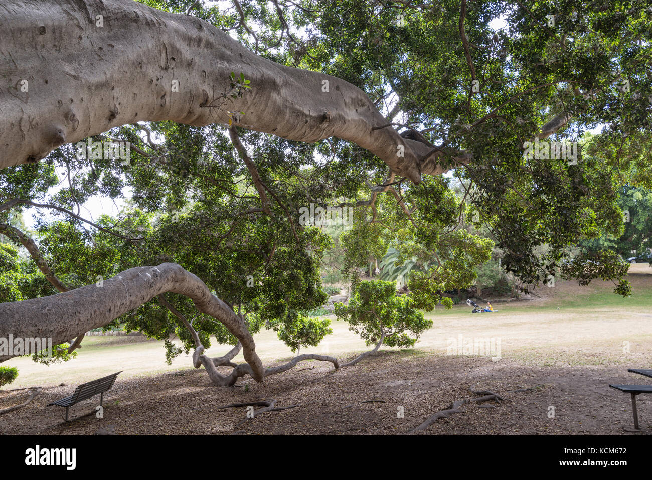 Old fig tree hi-res stock photography and images - Alamy