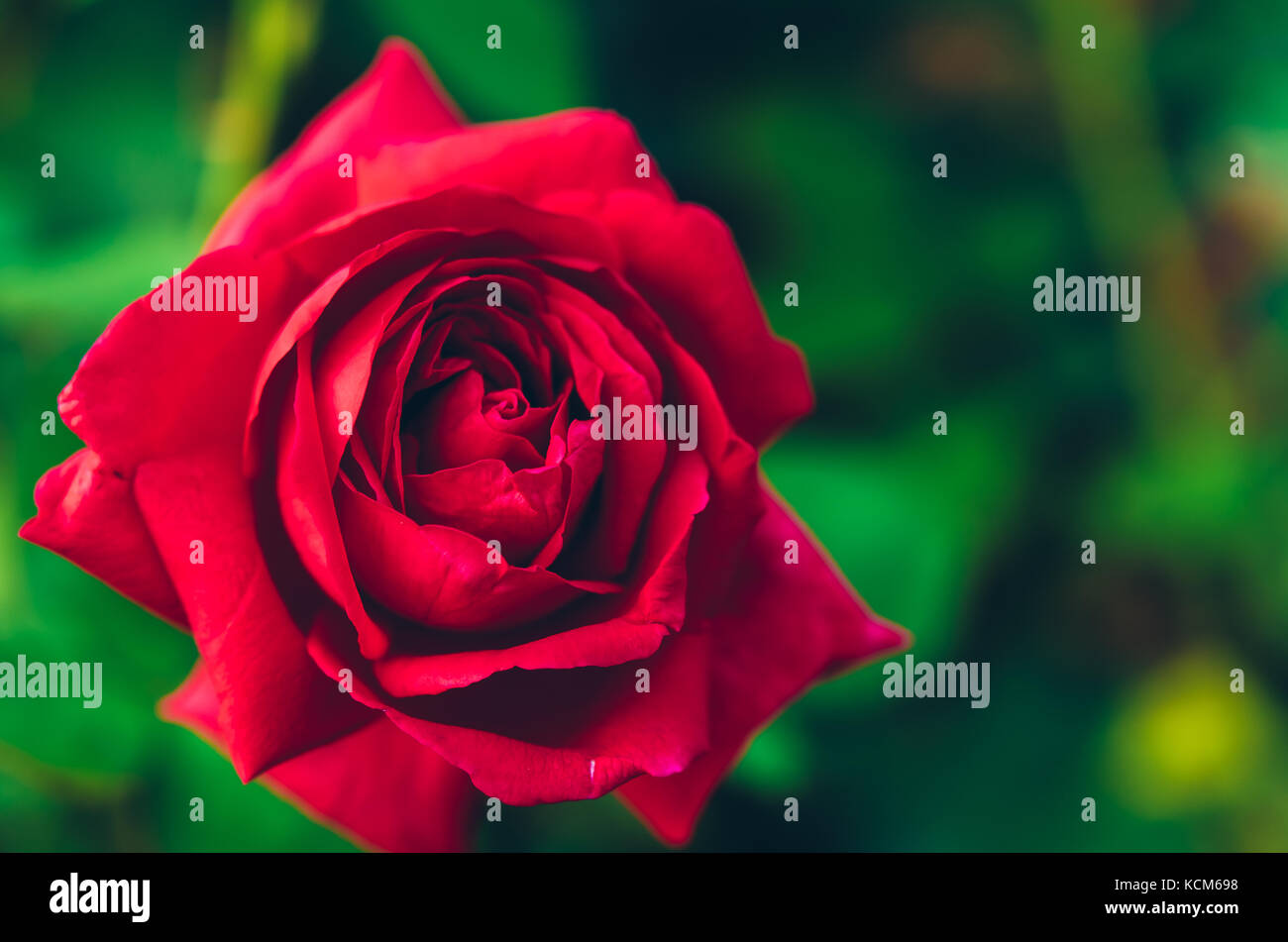 Red Rose with close look Stock Photo - Alamy