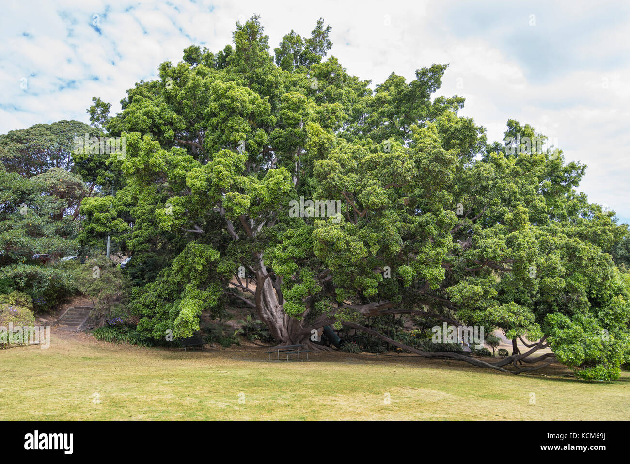 Old fig hi-res stock photography and images - Alamy