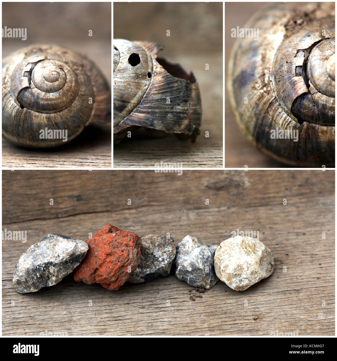 Picture of a Empty snail shells Stock Photo - Alamy
