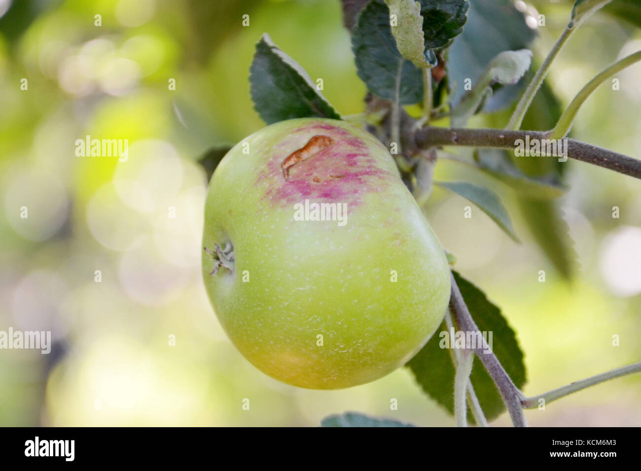 Picture of Apples damaged by hail storm Stock Photo - Alamy