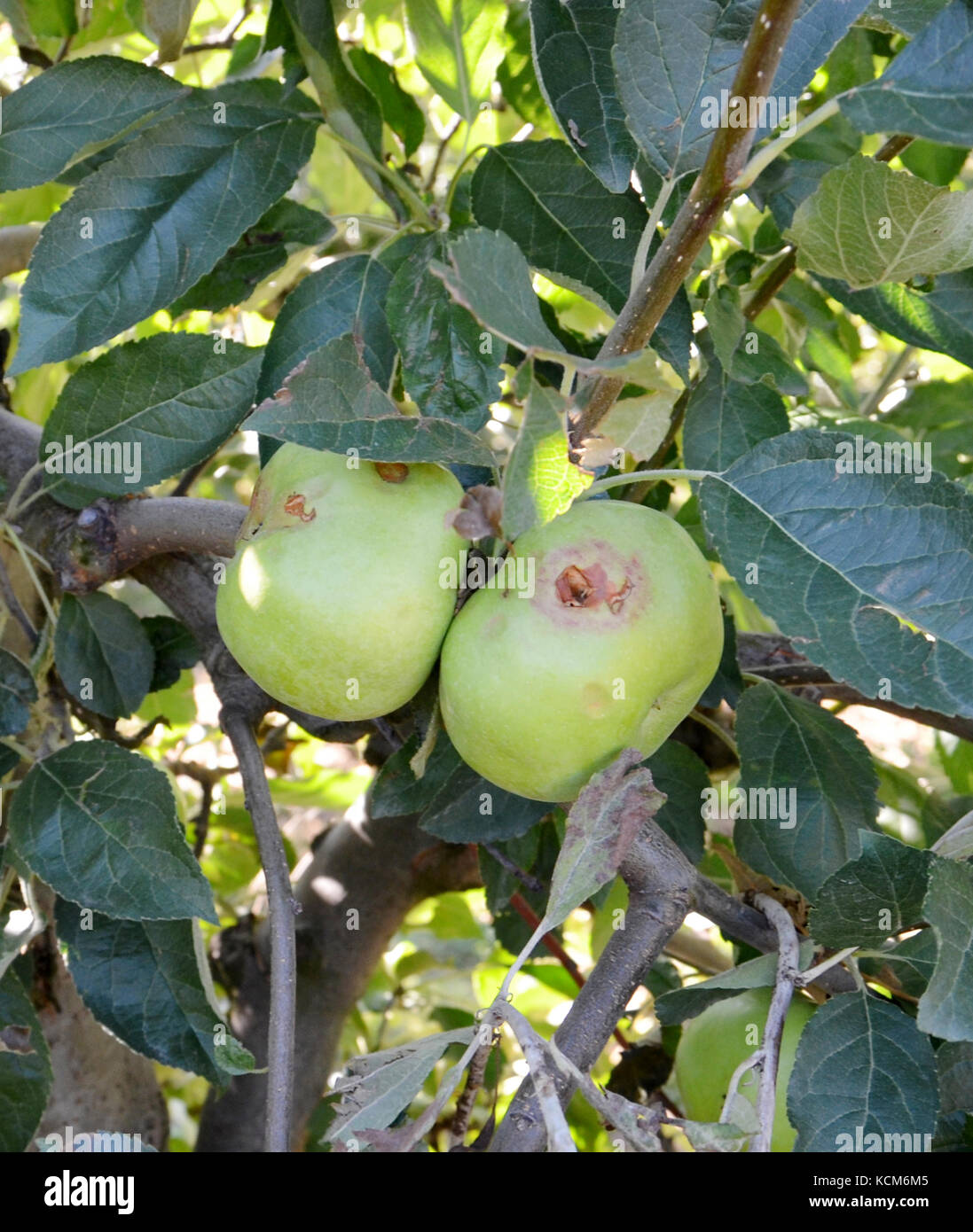 Picture of Apples damaged by hail storm Stock Photo - Alamy