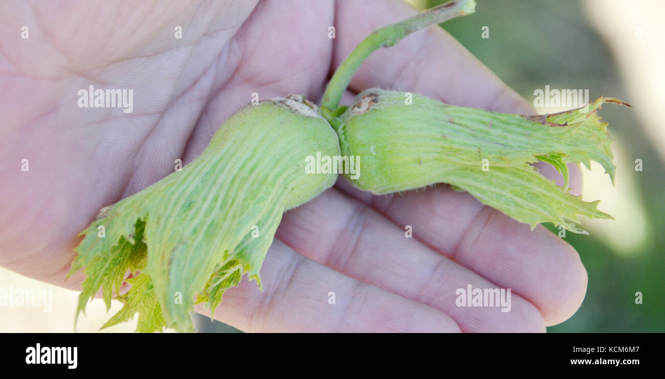 Picture of a Green hazelnuts in a hand Stock Photo - Alamy