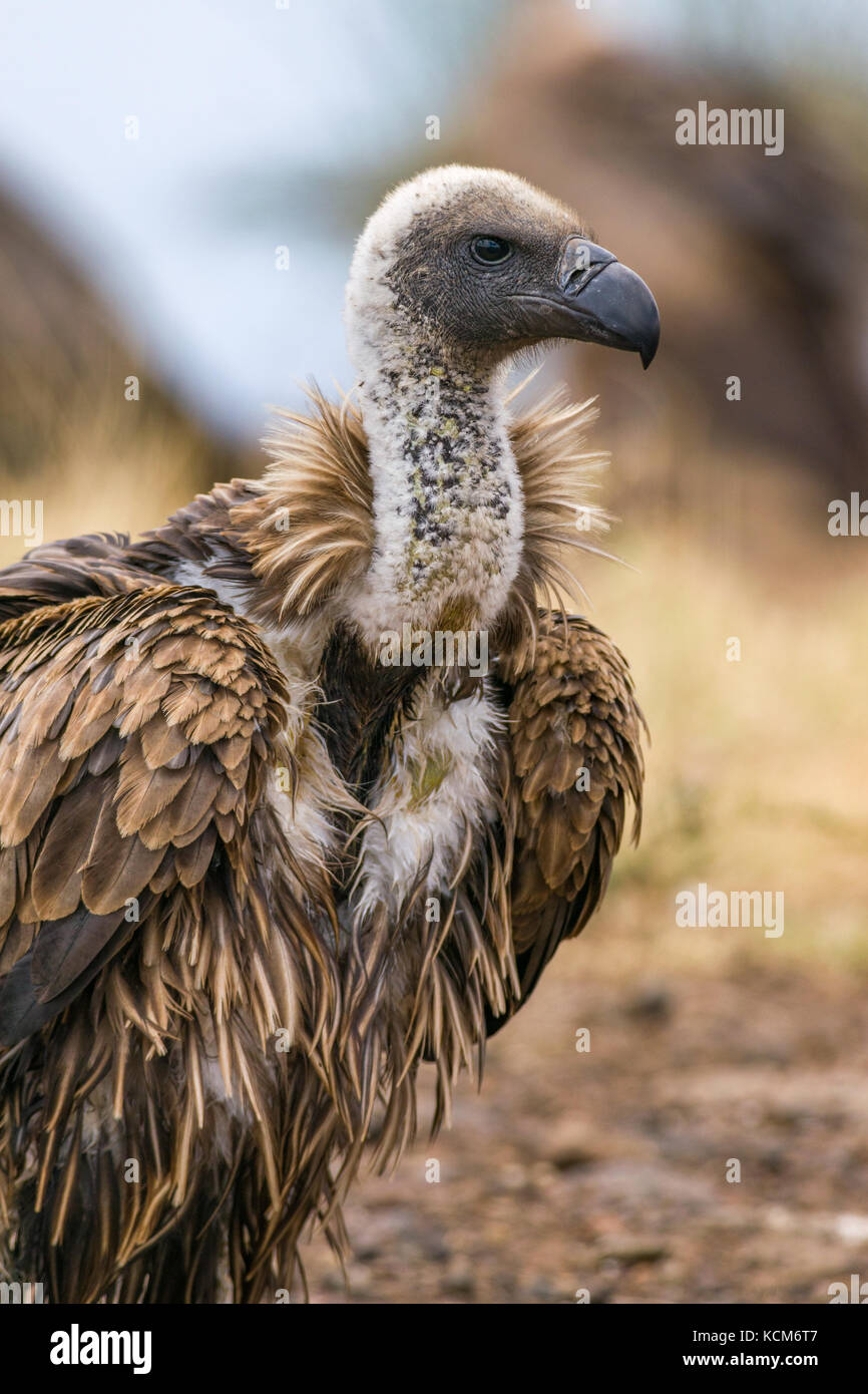 White-backed vulture (gyps africanus), Nairobi National Park, Kenya ...