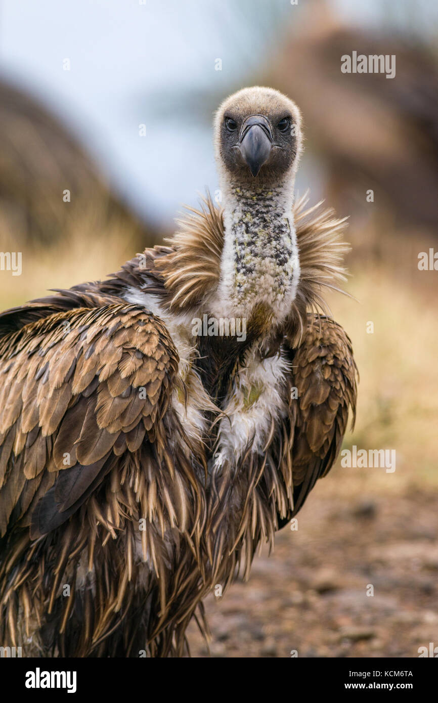 Park vulture safari reserve hi-res stock photography and images - Alamy