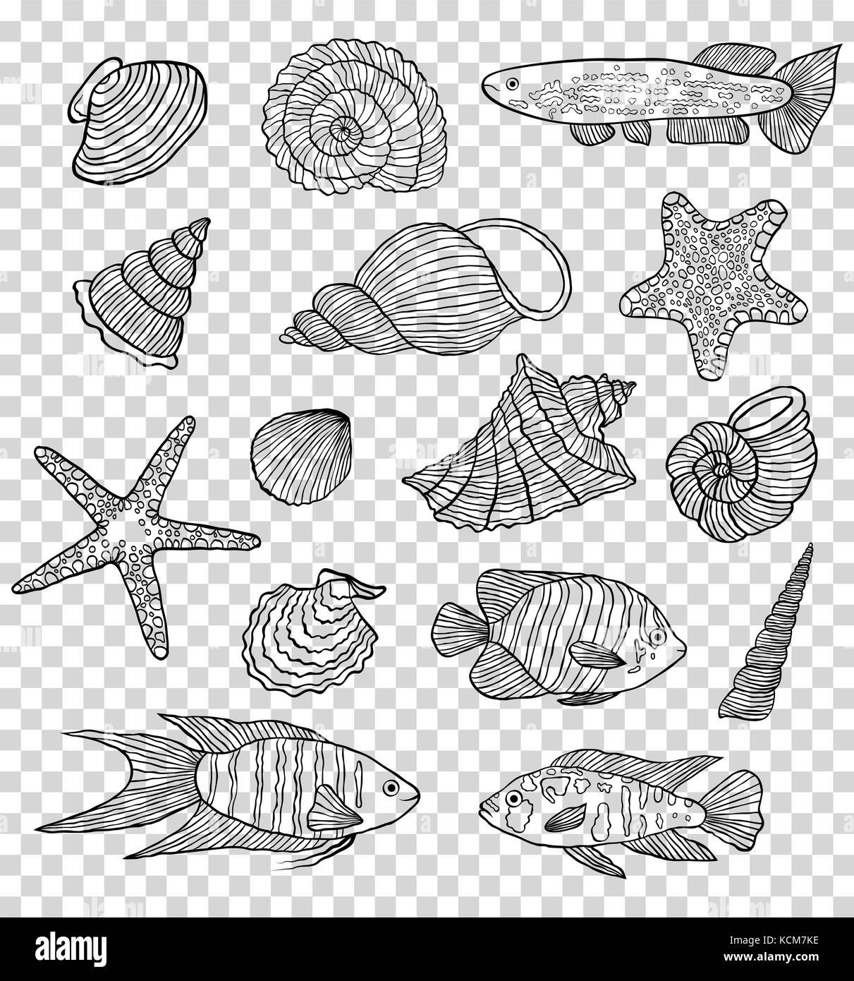 Background sea star shells Black and White Stock Photos & Images - Alamy