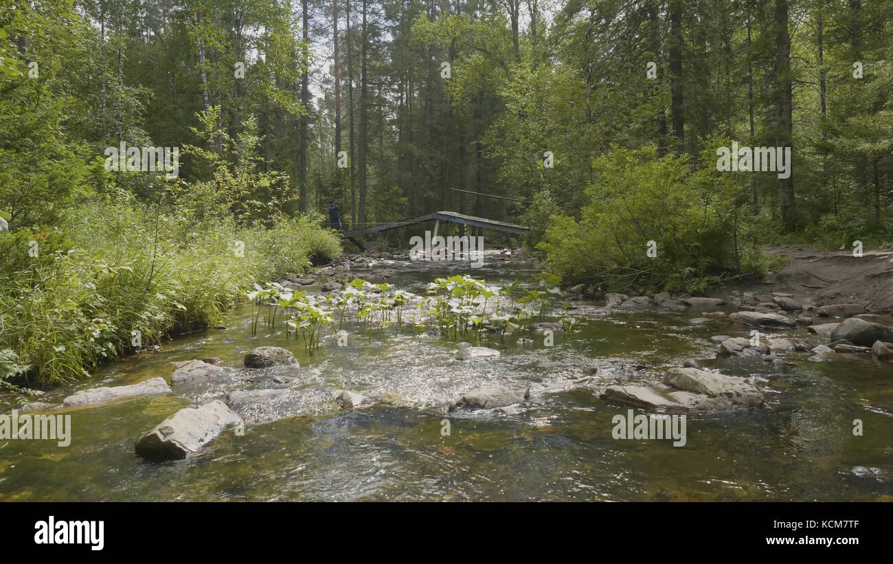 Landscape with forest and a river in front. Beautiful scenery. River in ...