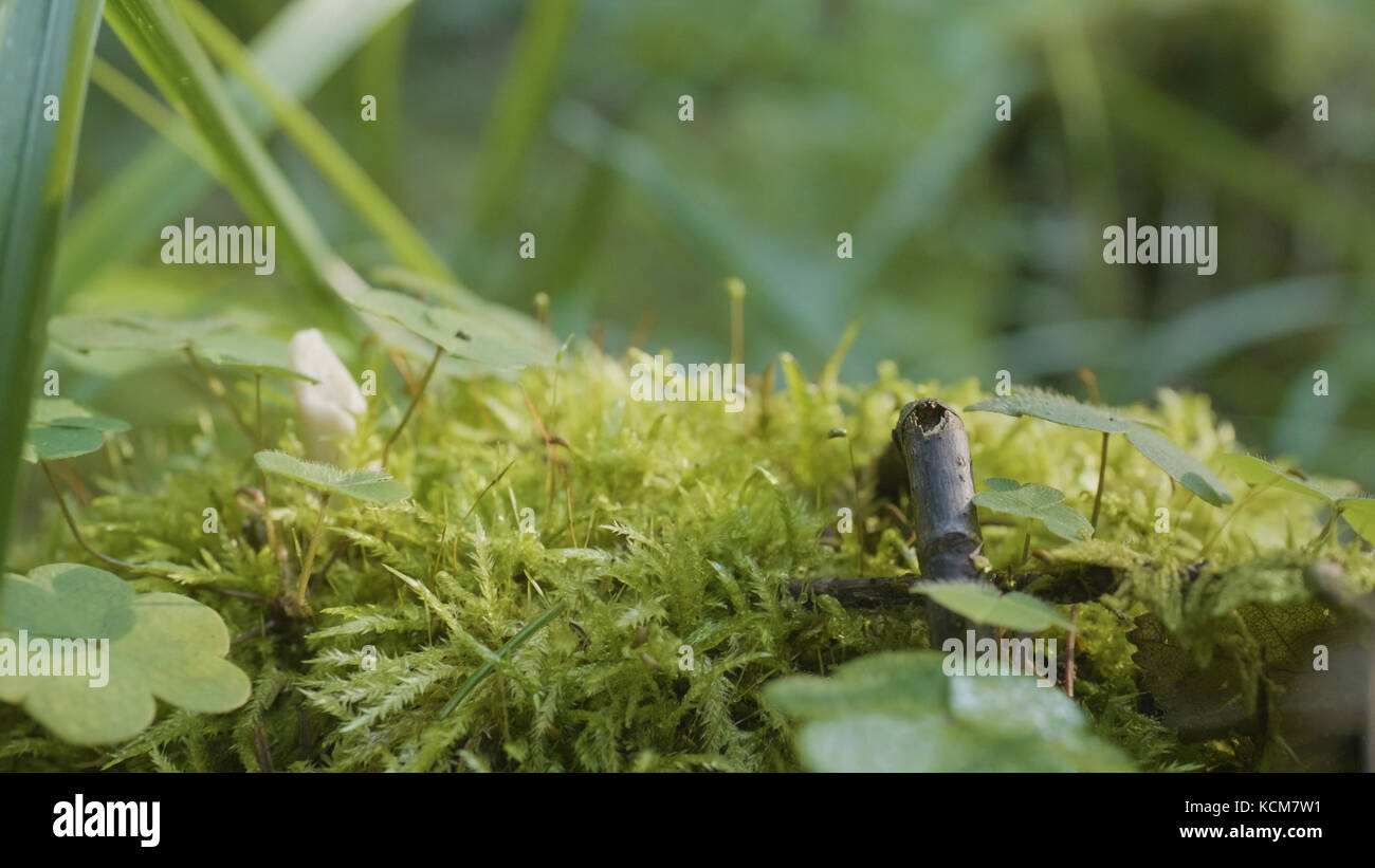 Moss grass forest. Beautiful green moss in the sunlight, moss closeup ...