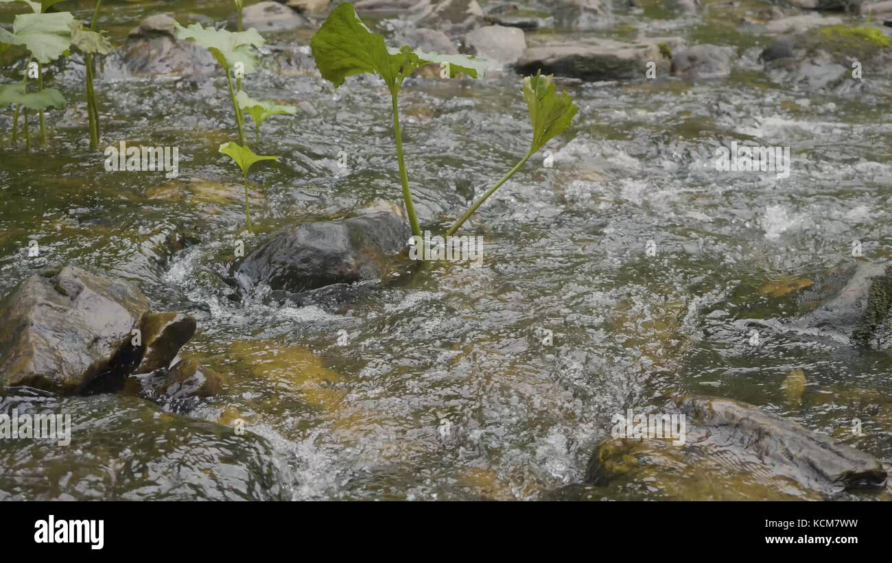 Water splash in river. Water in river close up with bubbles. Water ...
