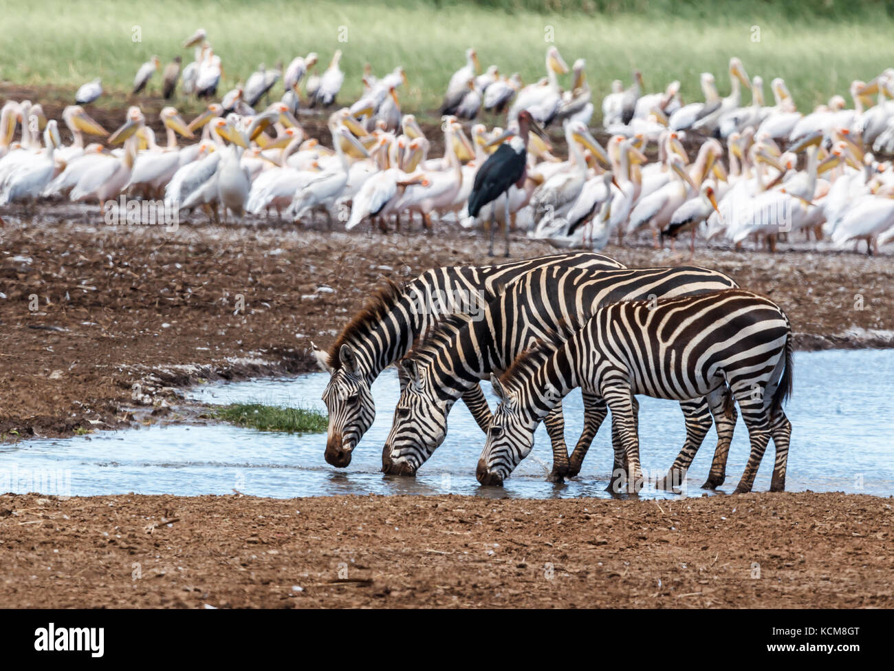Best zebra hi-res stock photography and images - Alamy