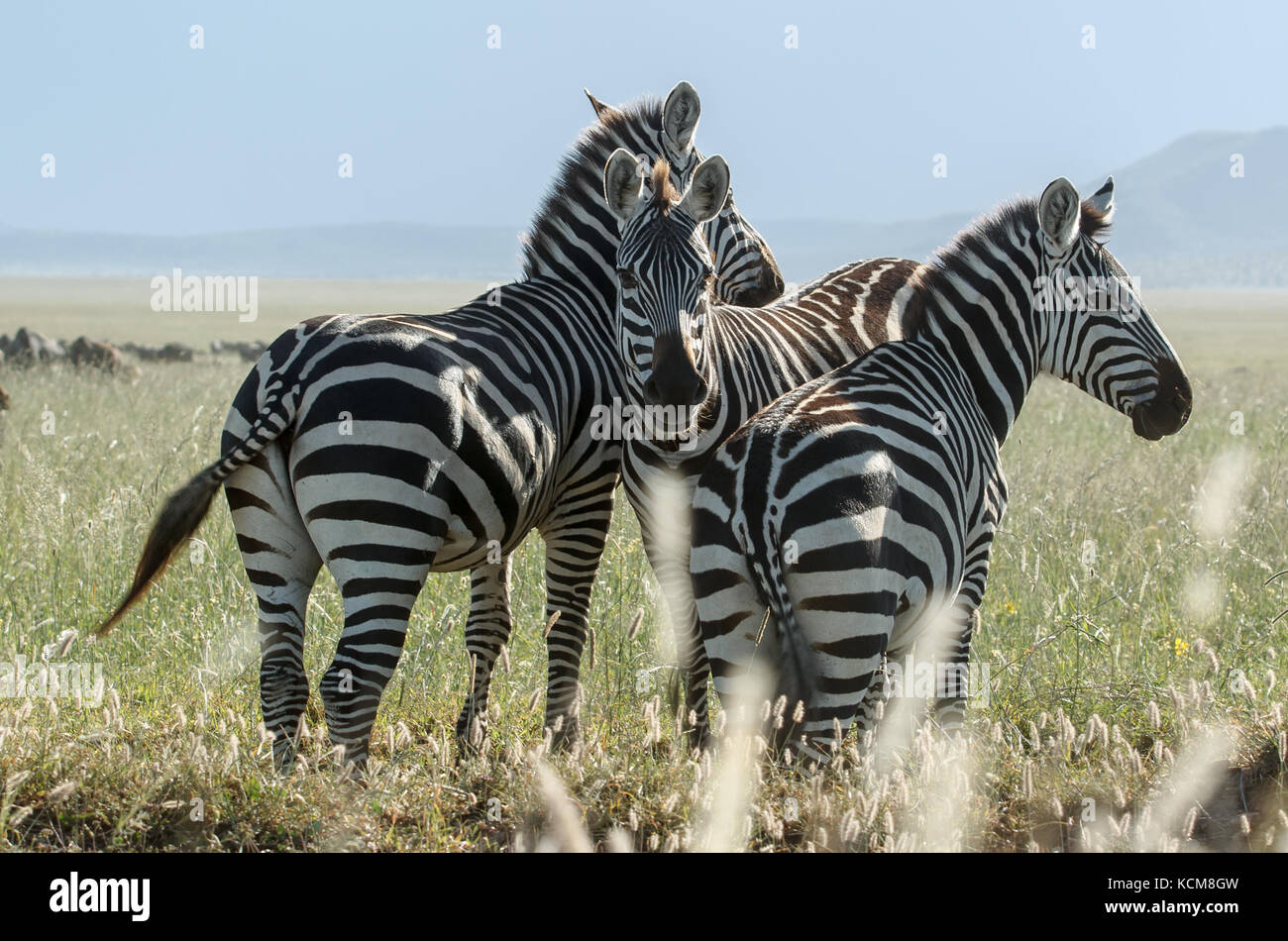 Best zebra hi-res stock photography and images - Alamy