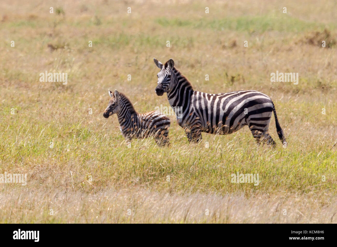 Best zebra hi-res stock photography and images - Alamy