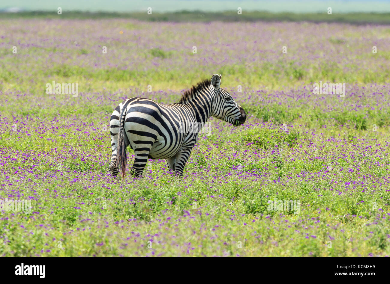 Best zebra hi-res stock photography and images - Alamy