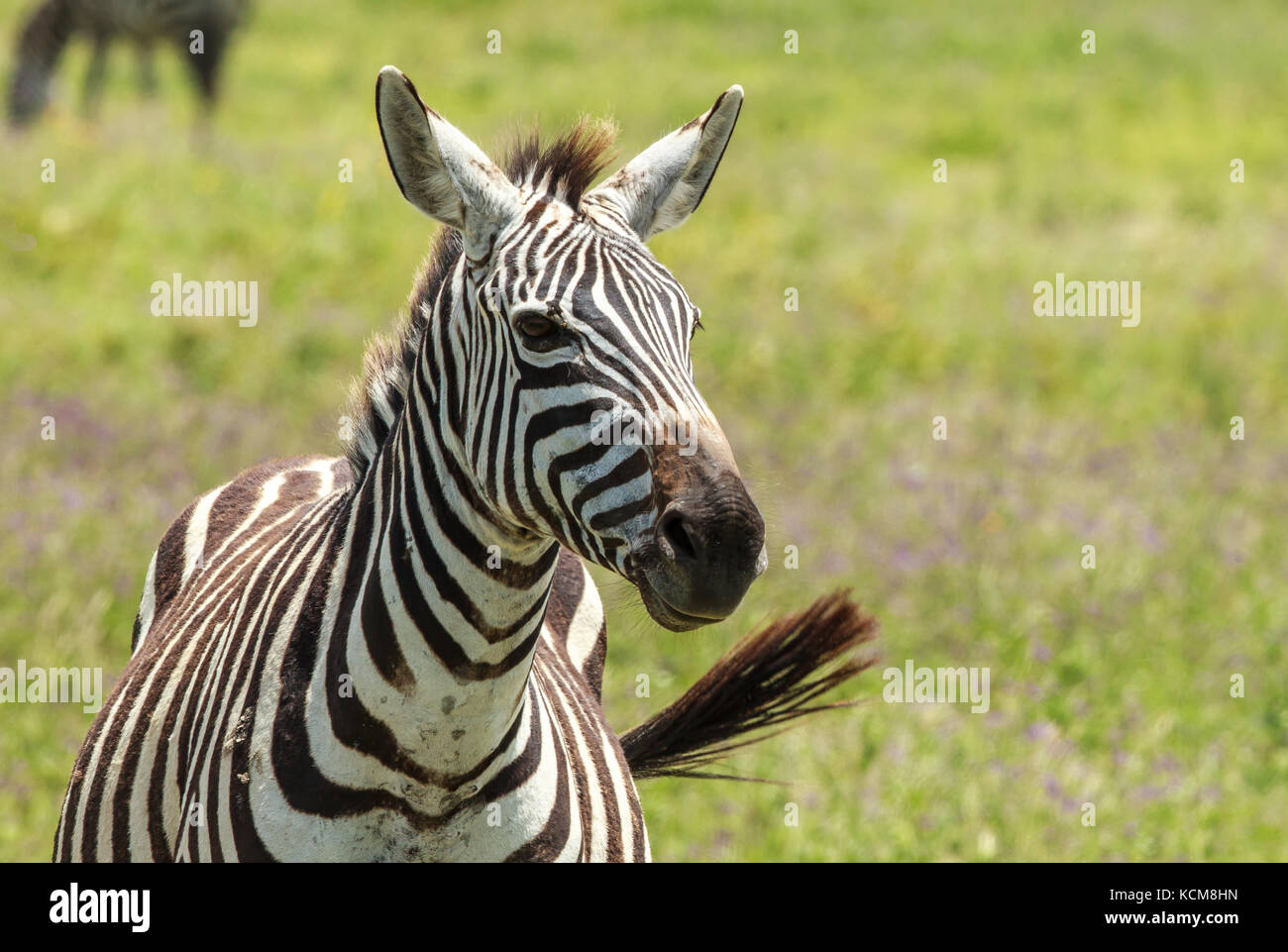 Best zebra hi-res stock photography and images - Alamy